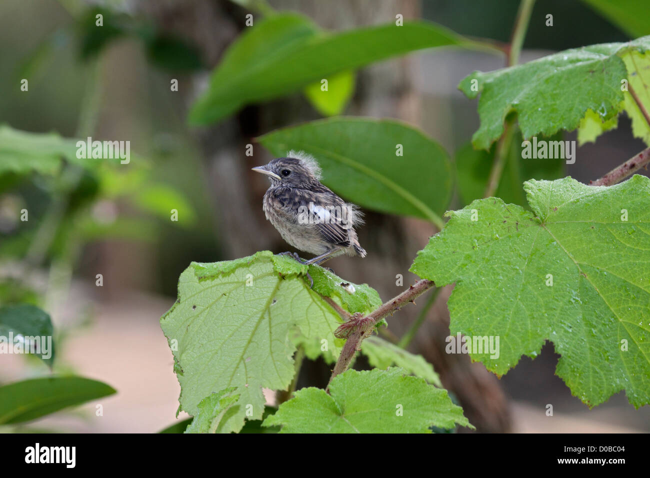 Stonechat fledgling on branch in Madagascar Stock Photo - Alamy
