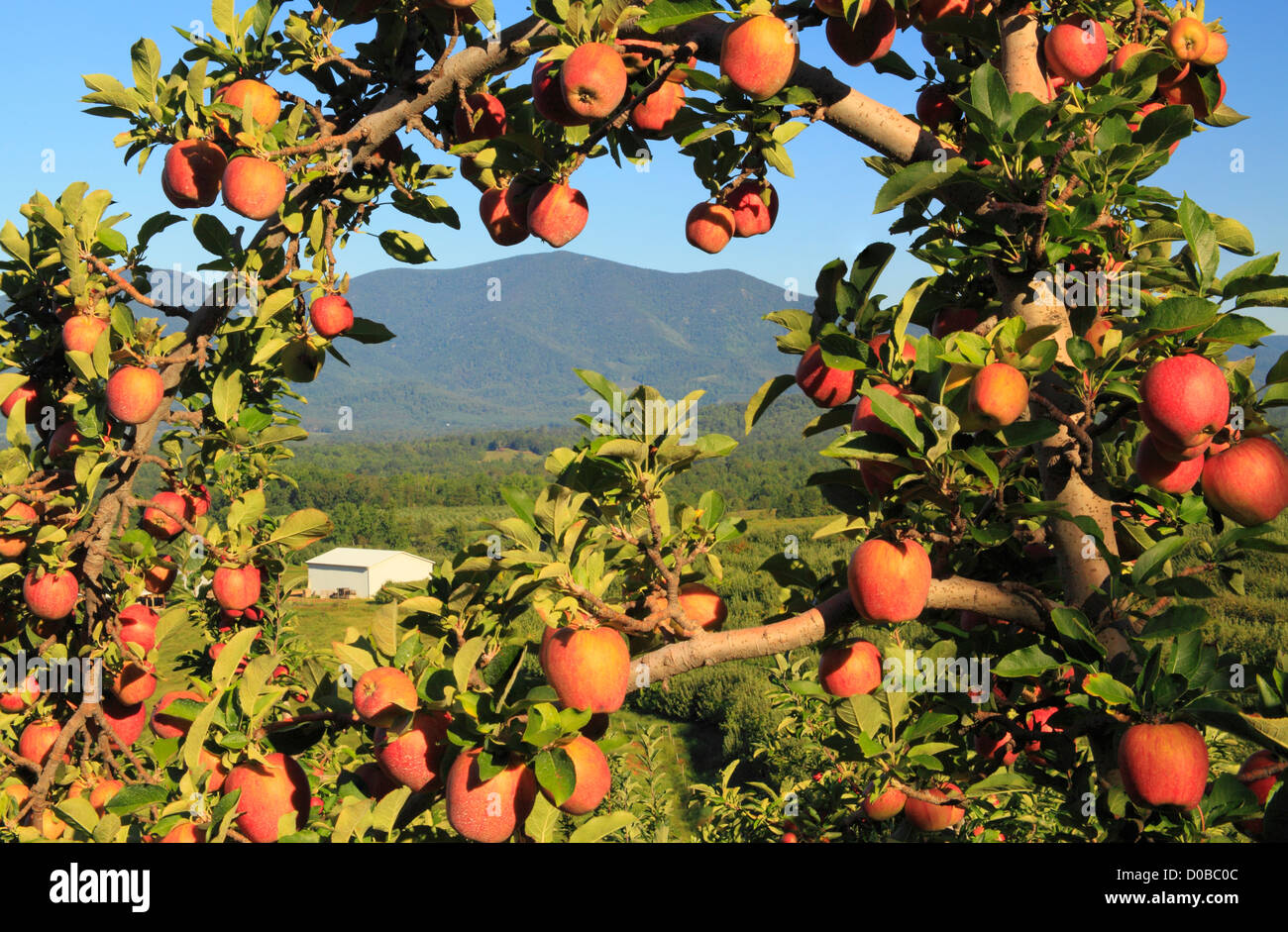 Apple Orchard, Roseland, Nelson County, Virginia, USA Stock Photo - Alamy