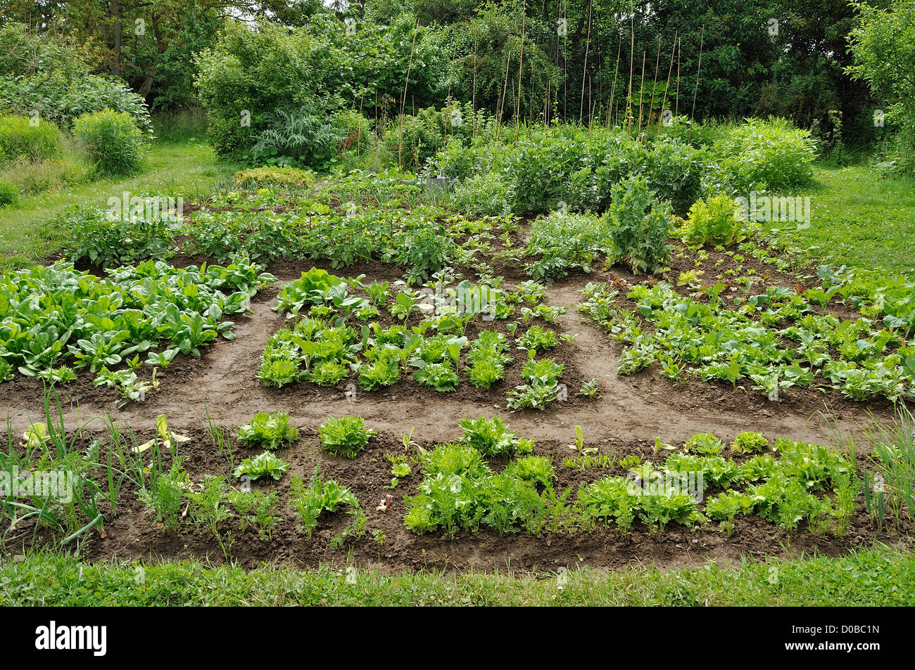 Traditional Vegetable Garden Fruits And Vegetables Gardening Guide
