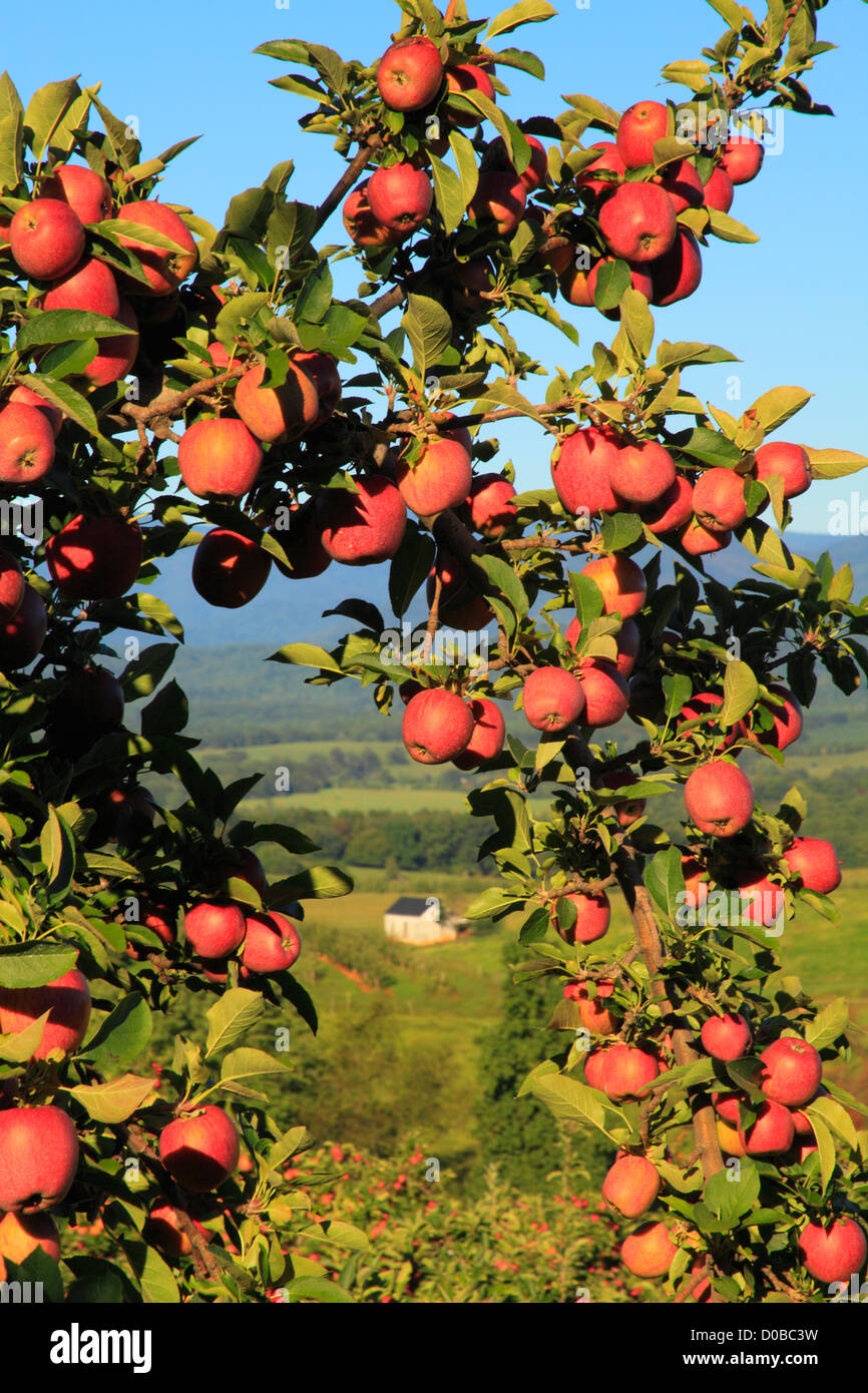 Apple Orchard, Roseland, Nelson County, Virginia, USA Stock Photo - Alamy