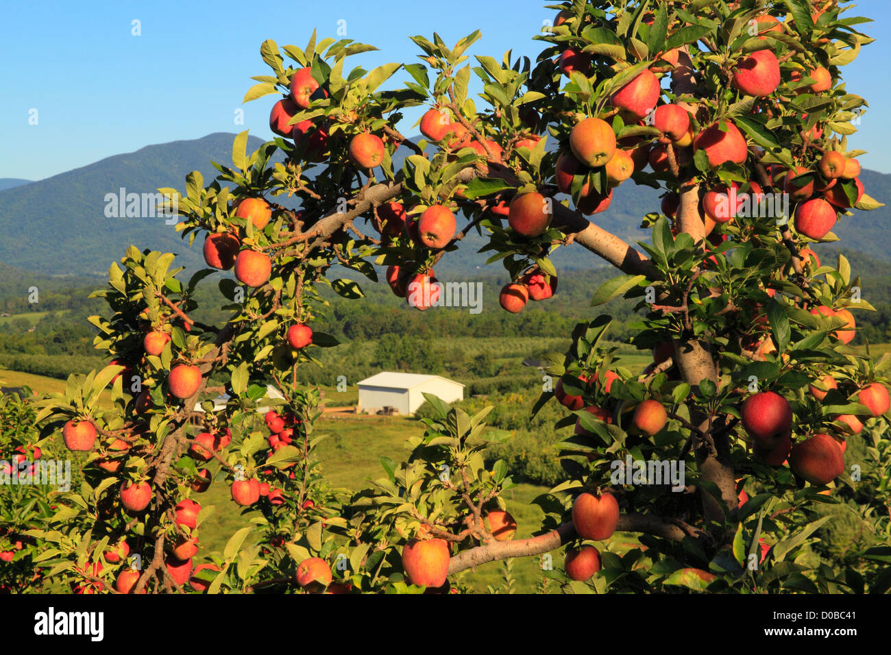 Apple Orchard, Roseland, Nelson County, Virginia, USA Stock Photo - Alamy