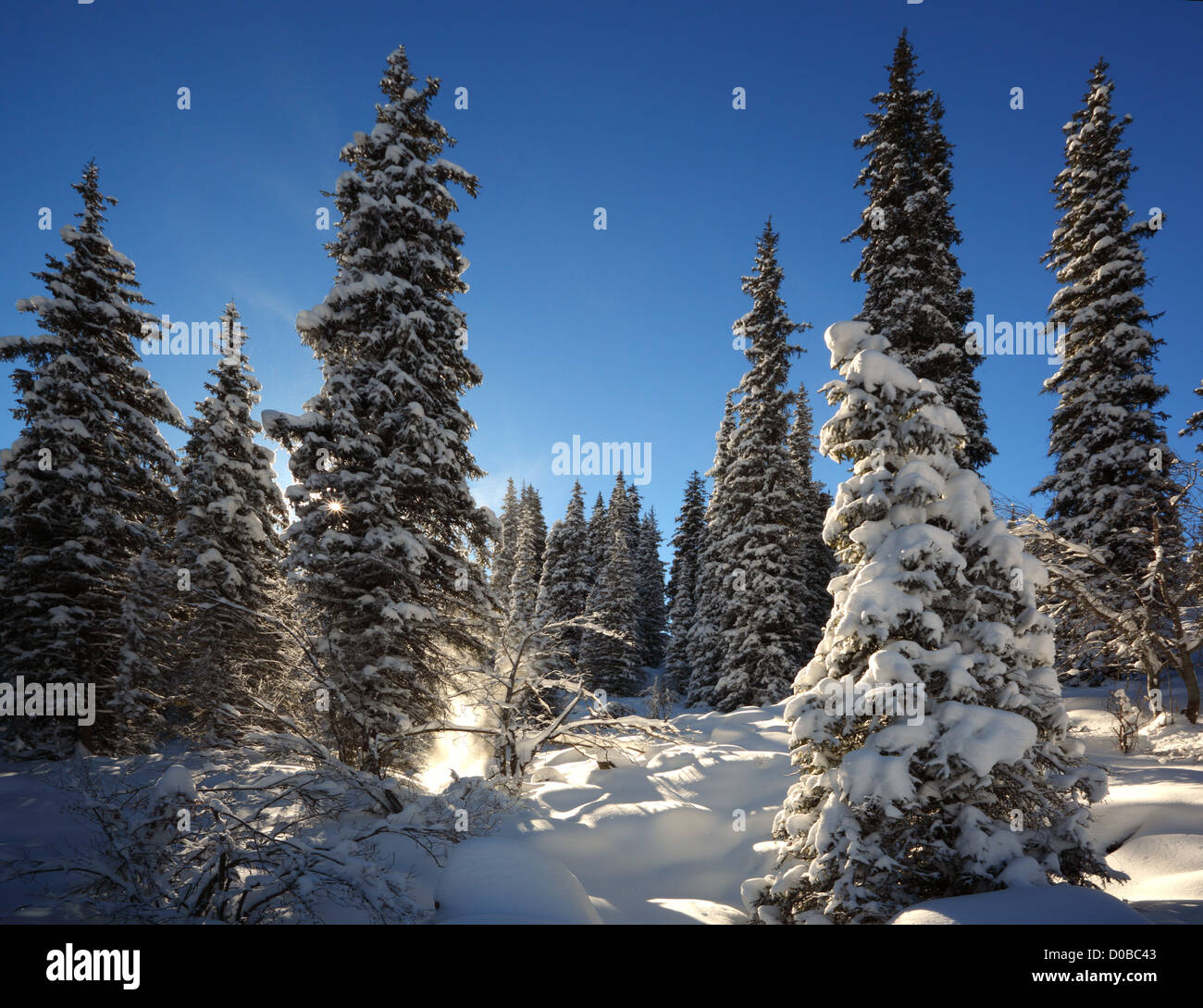 Winter landscape with fur-trees Stock Photo - Alamy