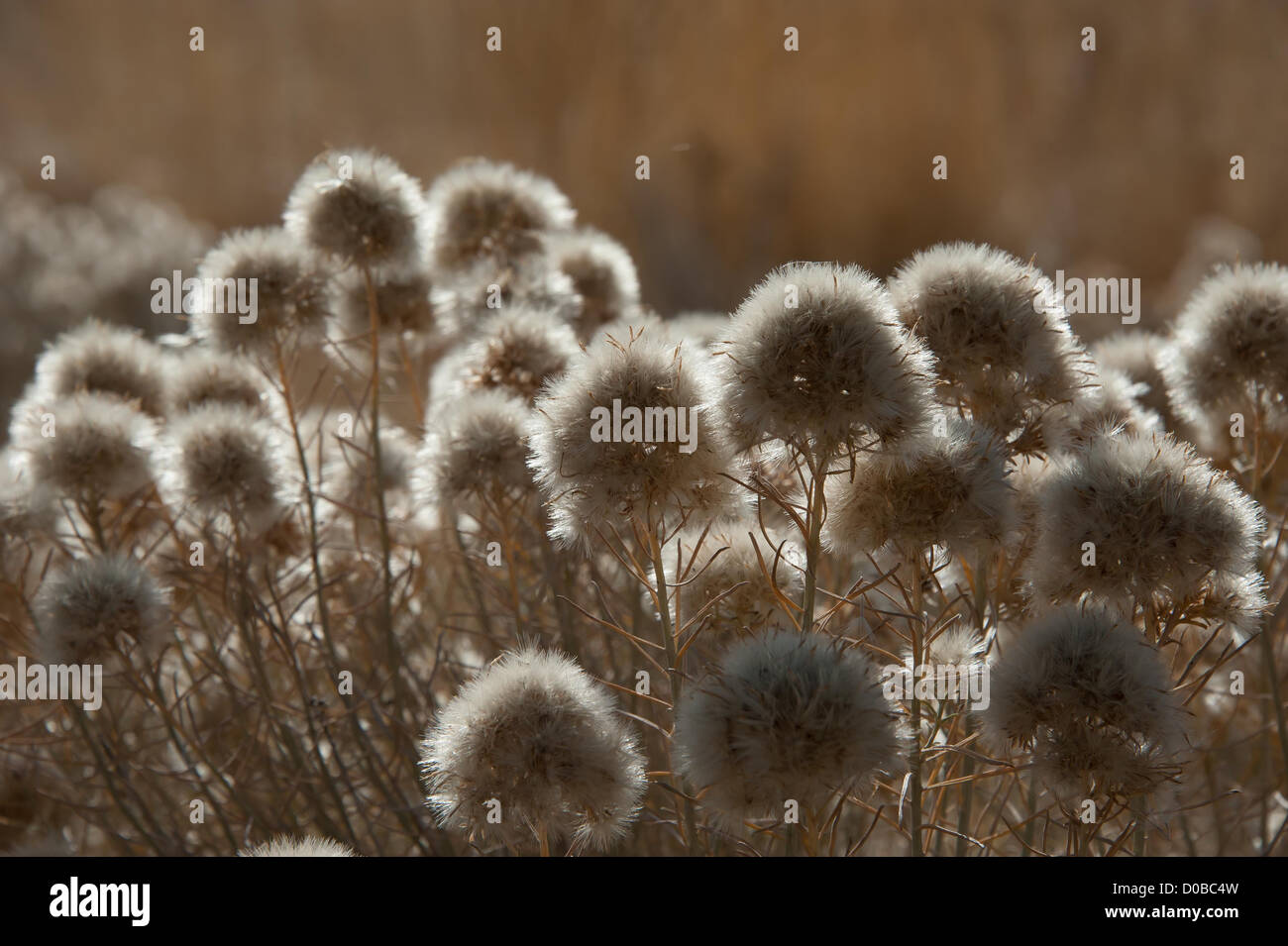 Backlit plants hi-res stock photography and images - Alamy