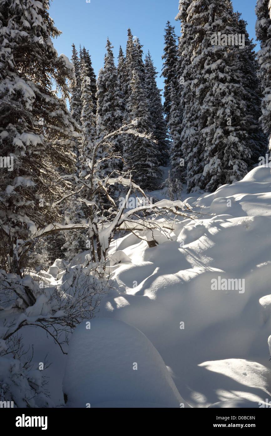 Winter landscape with fur-trees Stock Photo - Alamy
