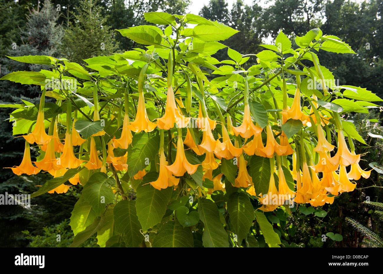 Brugmansia or Angels Trumpets or Datura bunch Stock Photo - Alamy