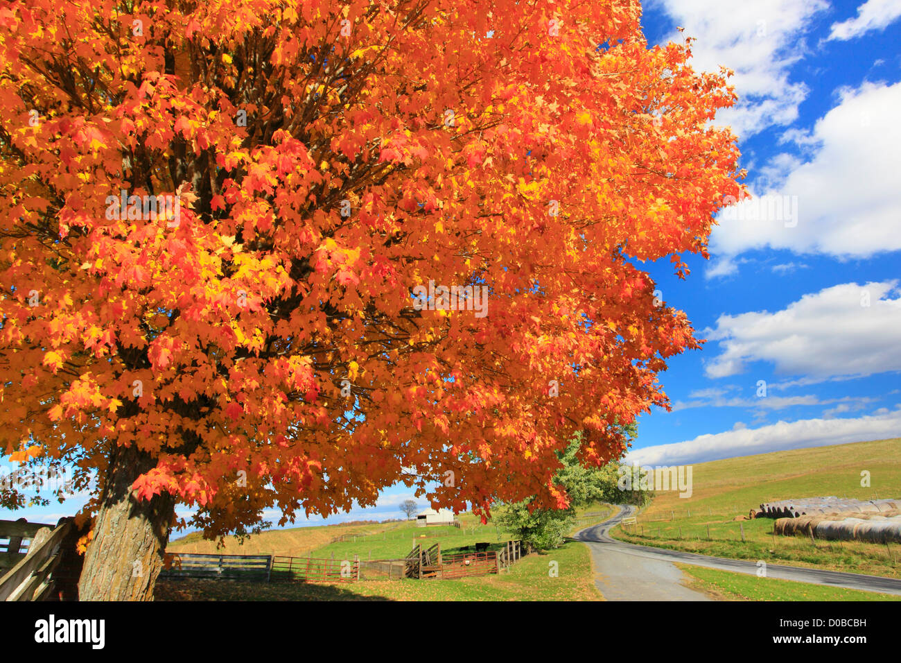 Autumn scene along country road through Swoope farmland, Shenandoah ...