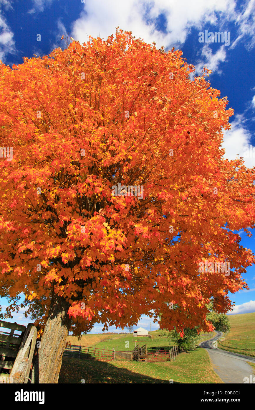 Autumn scene along country road through Swoope farmland, Shenandoah ...