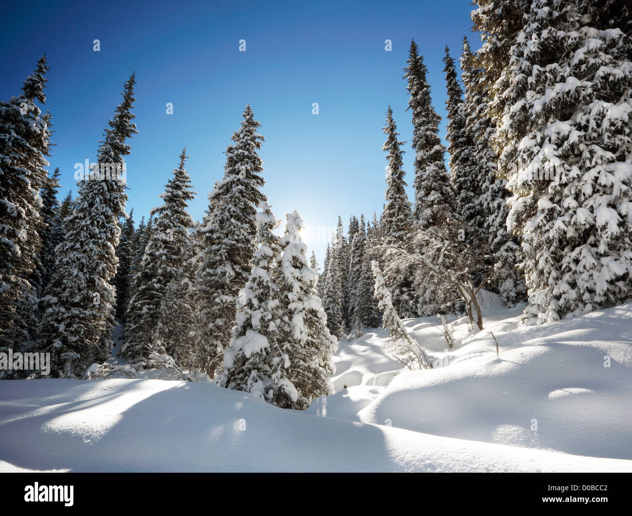 Winter landscape with fur-trees Stock Photo - Alamy