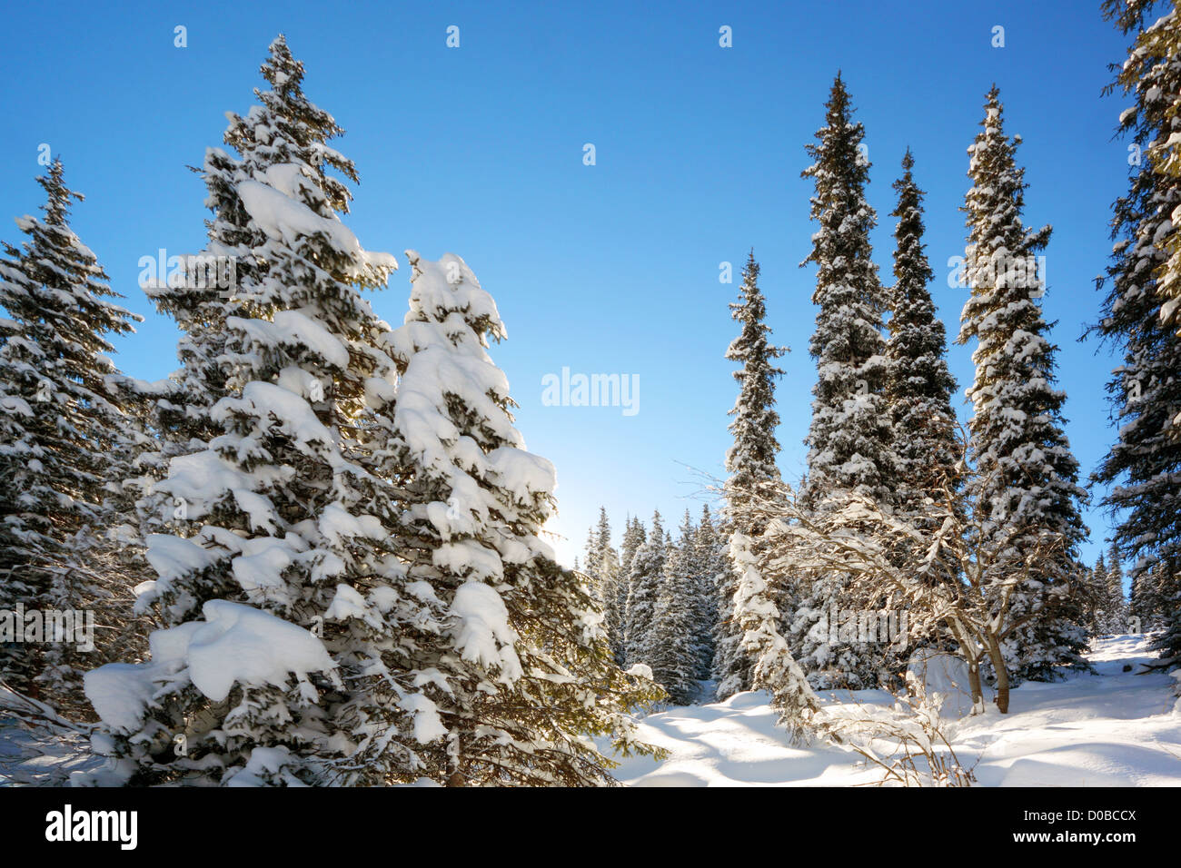 Fur Trees High Resolution Stock Photography and Images - Alamy