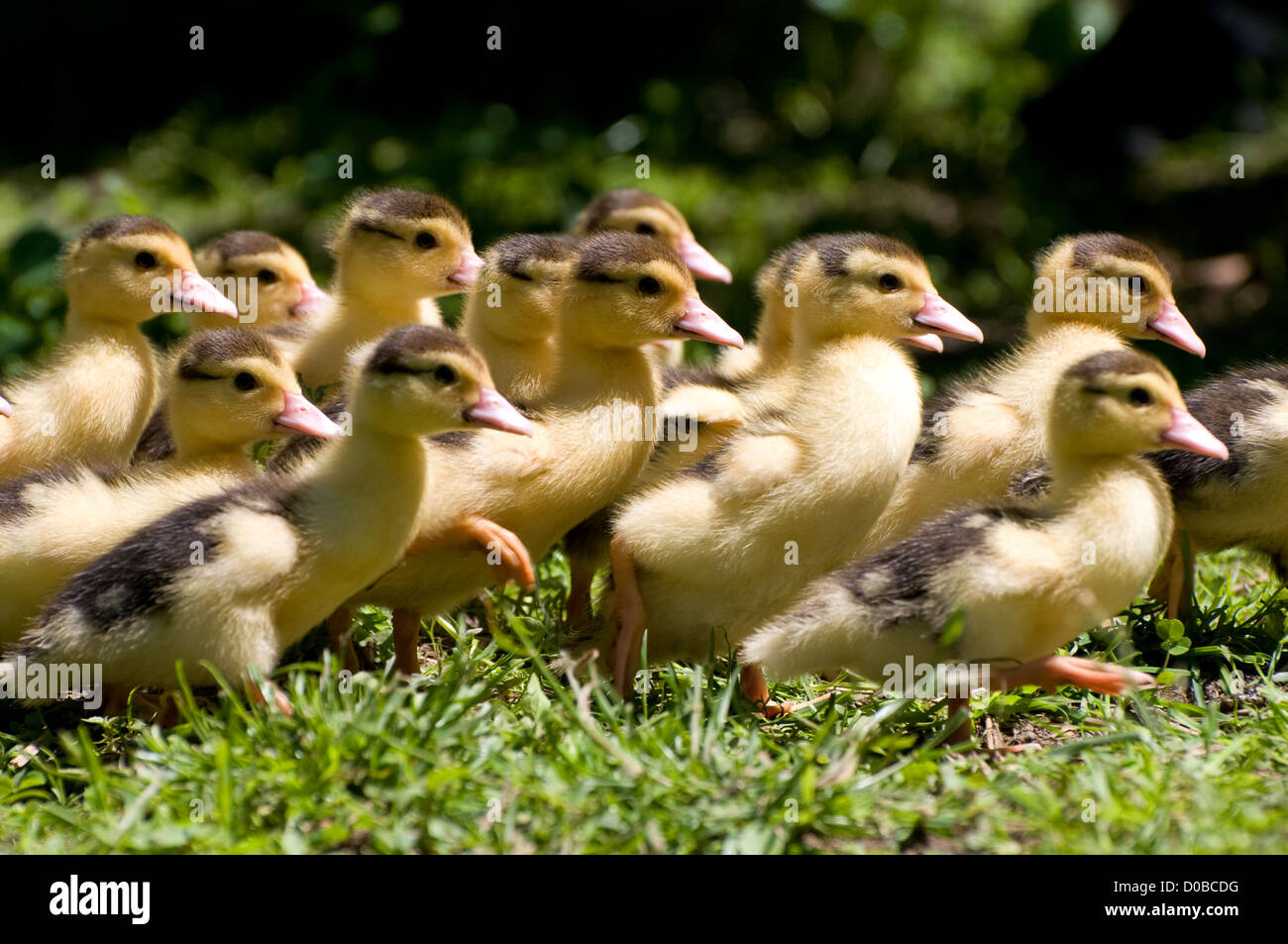 Yellow Muscovy duck ducklings running in hurry Stock Photo - Alamy