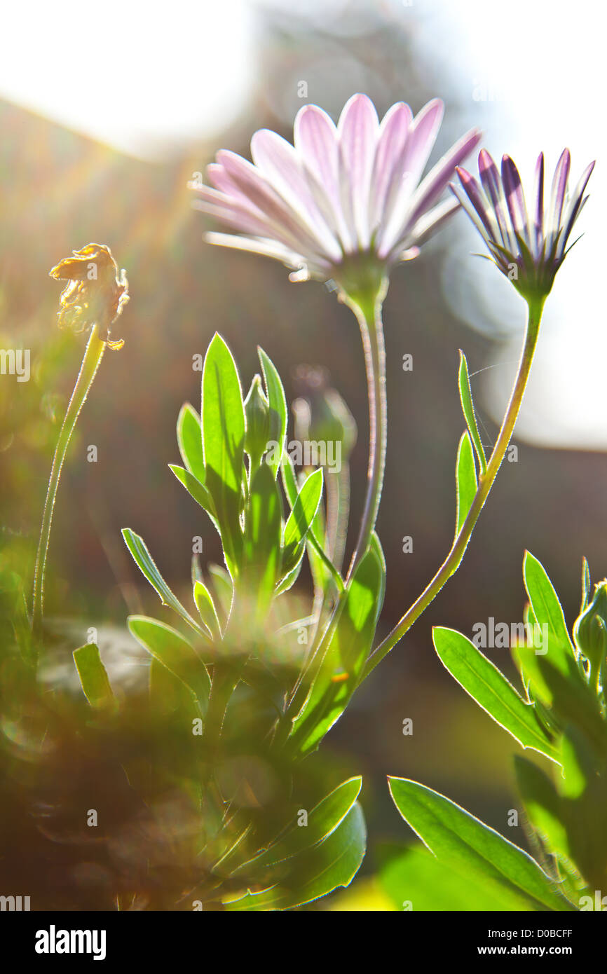 Autumn flowers in the sunset Stock Photo - Alamy