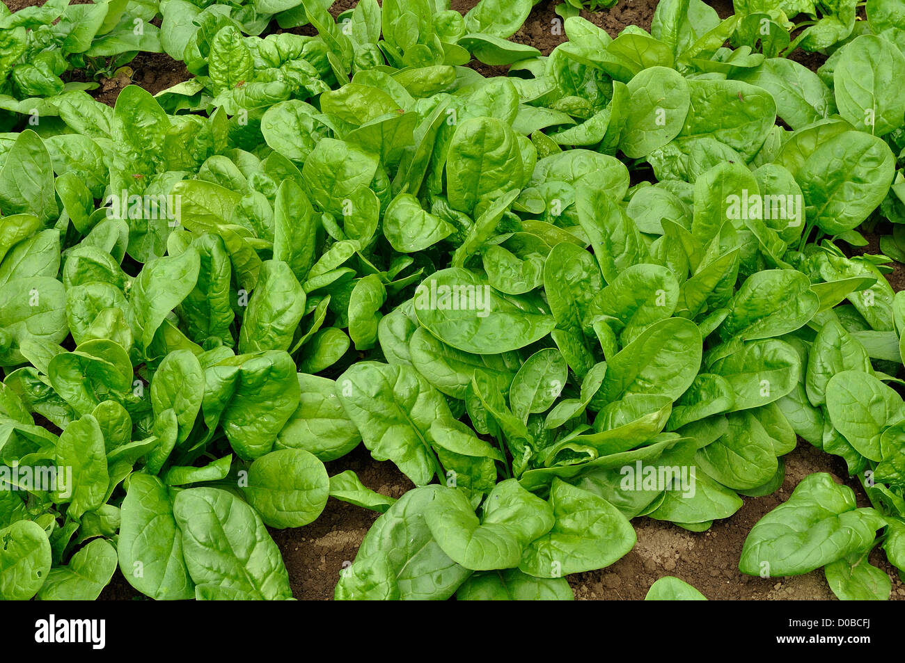 Vegetable plot of spinach (Spinacia oleracea), variety : 'Matador', in ...