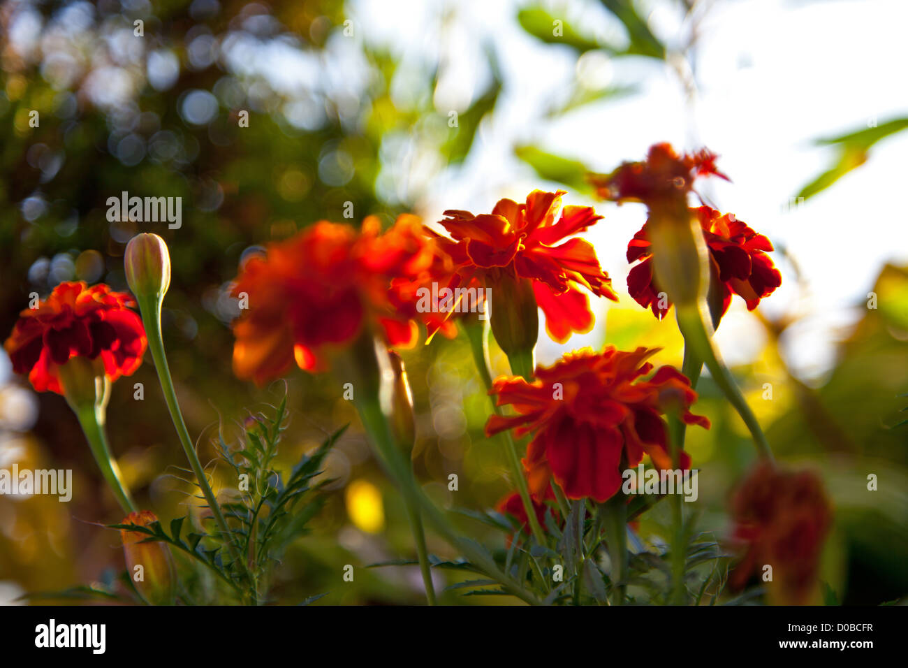Autumn flowers in the sunset Stock Photo - Alamy