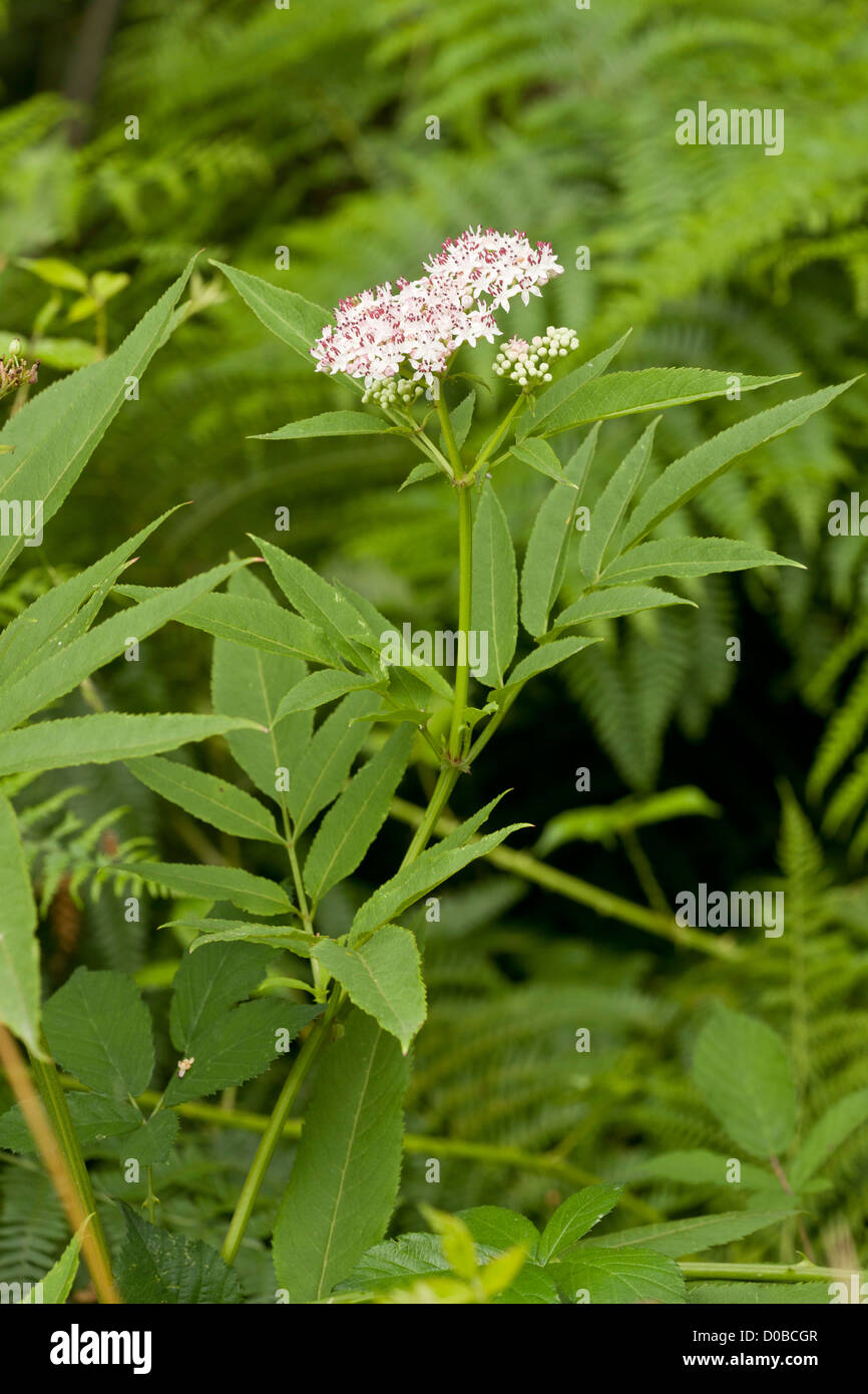 Dwarf Elder (Sambucus ebulus) in flower Stock Photo - Alamy