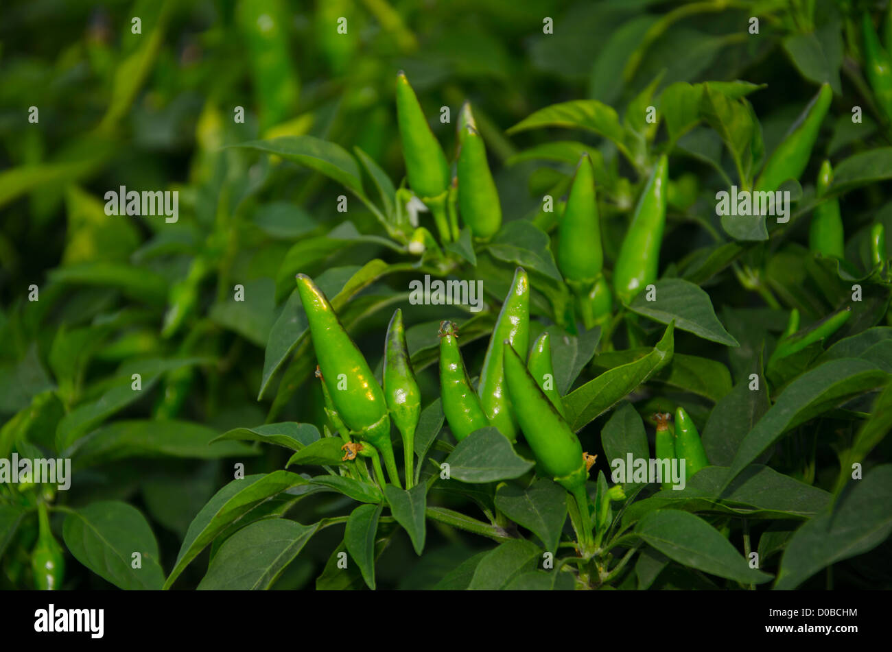 detail of fresh green pepper branch in culture field Stock Photo - Alamy