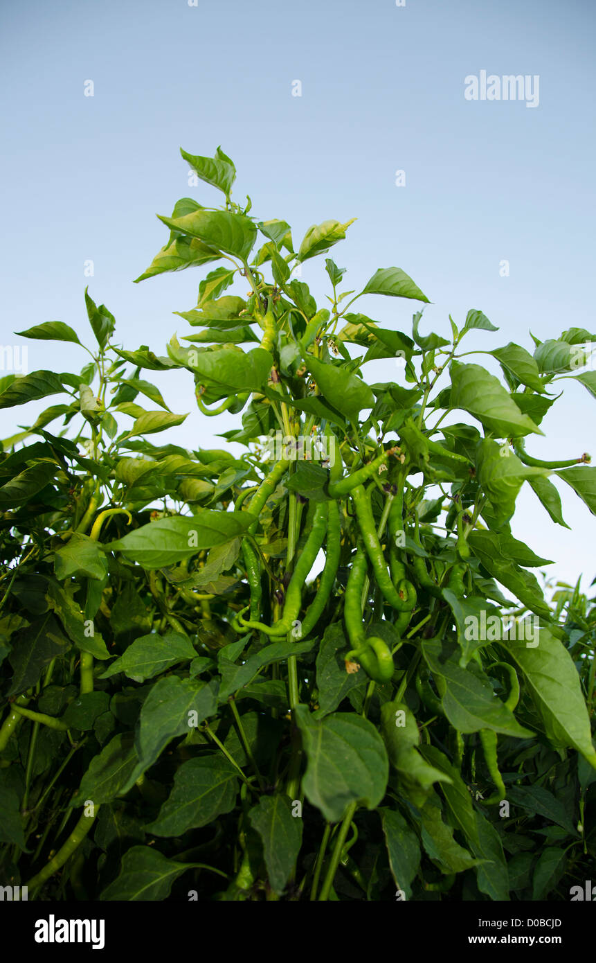 detail of fresh green pepper branch in culture field Stock Photo - Alamy