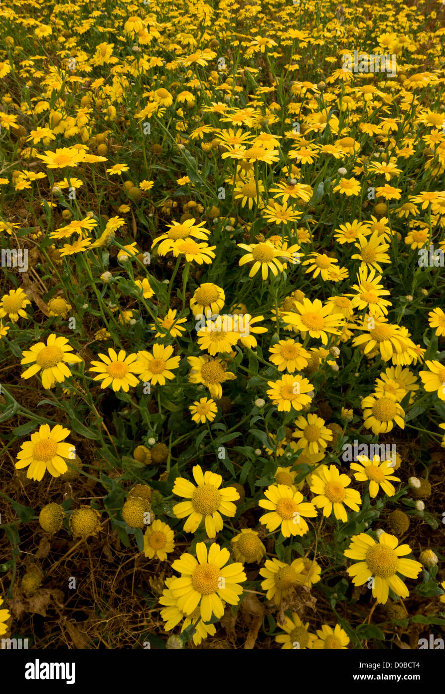 Masses of Corn Marigold (Glebionis segetum) as a weed in wheat field ...