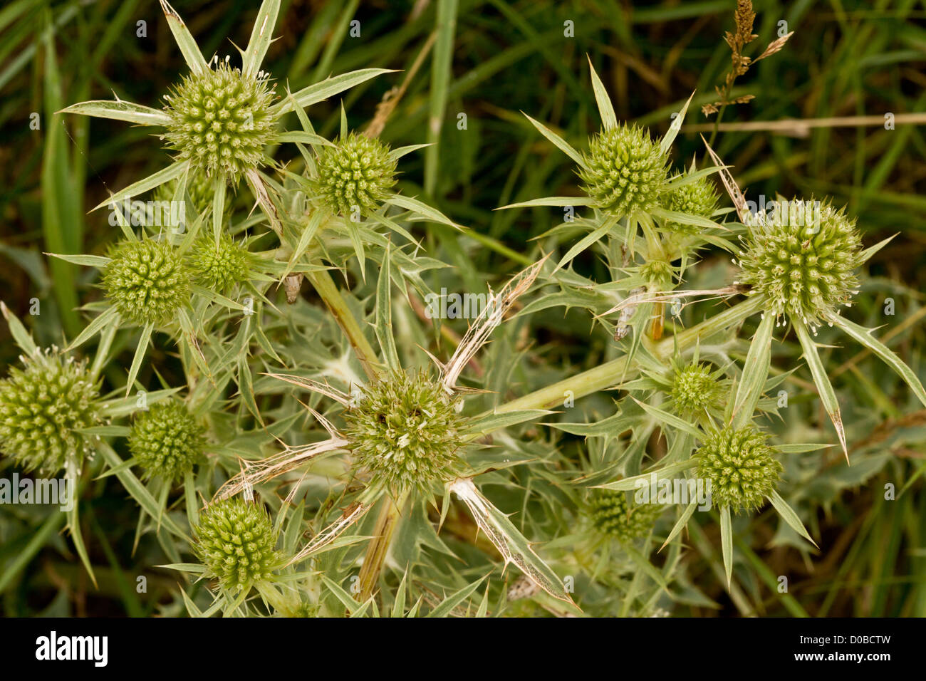 Field Eryngo (Eryngium campestre) in flower, close-up. Very rare in UK ...