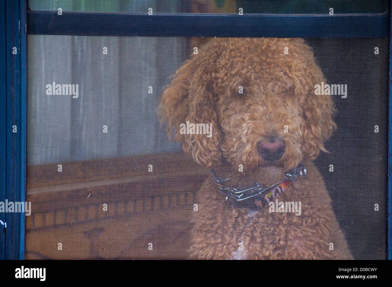 Pet doodle dog behind a screen door looks outside, in Ontario Canada ...