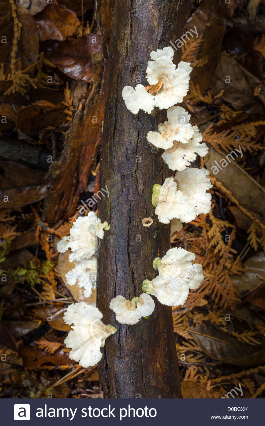 Trametes Pubescens High Resolution Stock Photography and Images - Alamy