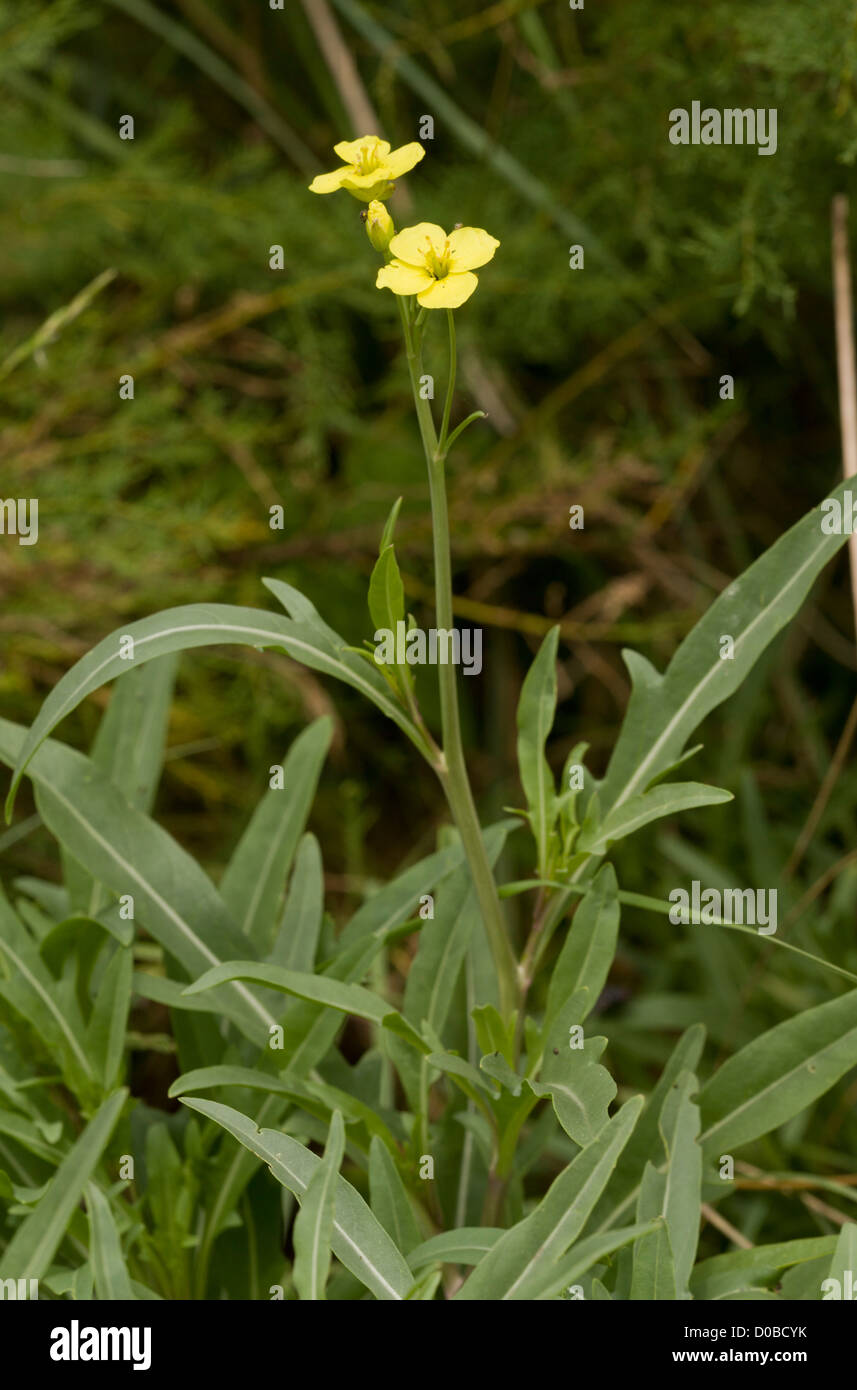 Perennial Wall-rocket (Diplotaxis tenuifolia) in flower on sand dunes ...