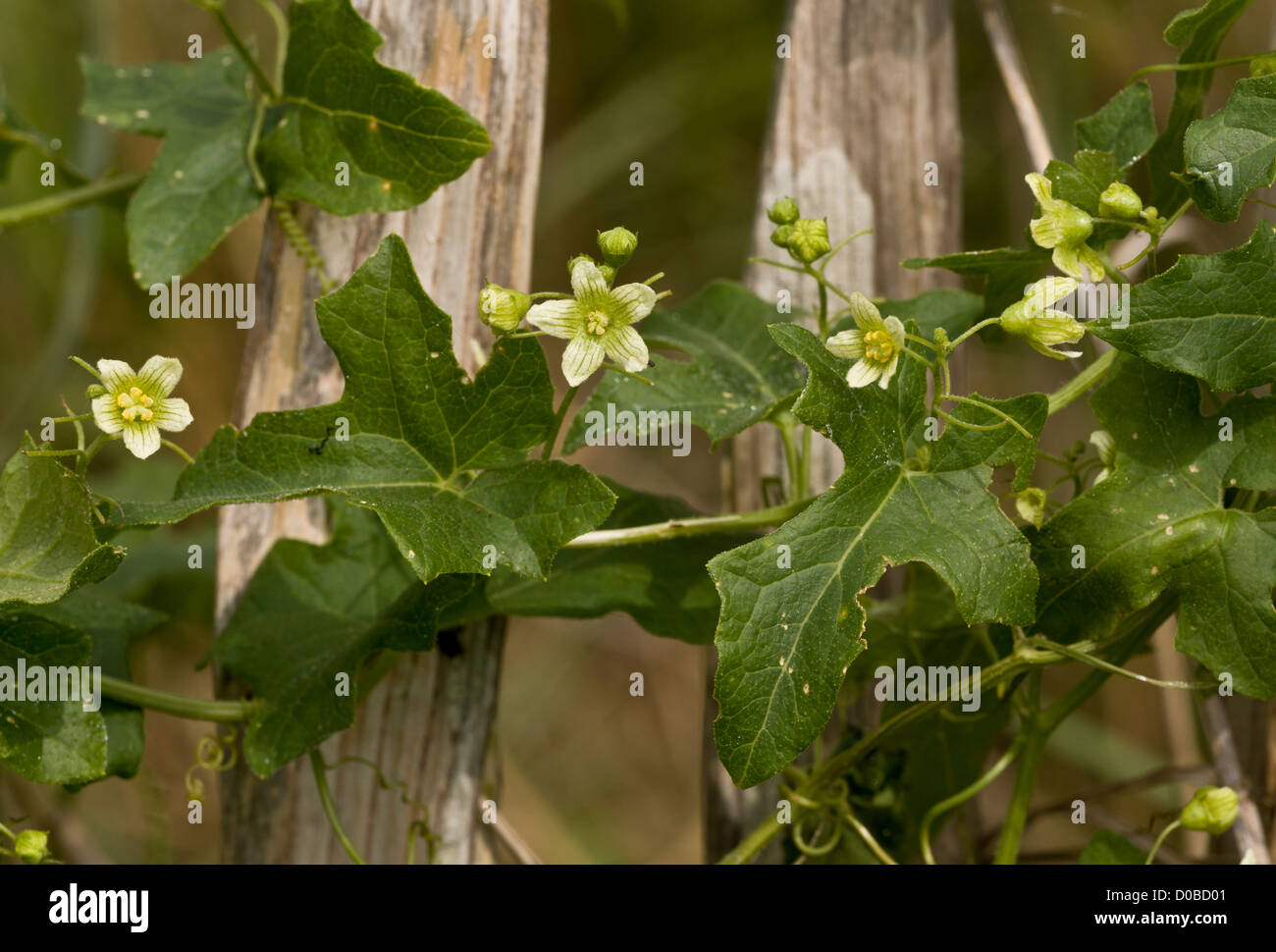 White Bryony (Bryonia dioica) in flower, growing on fence, close-up ...