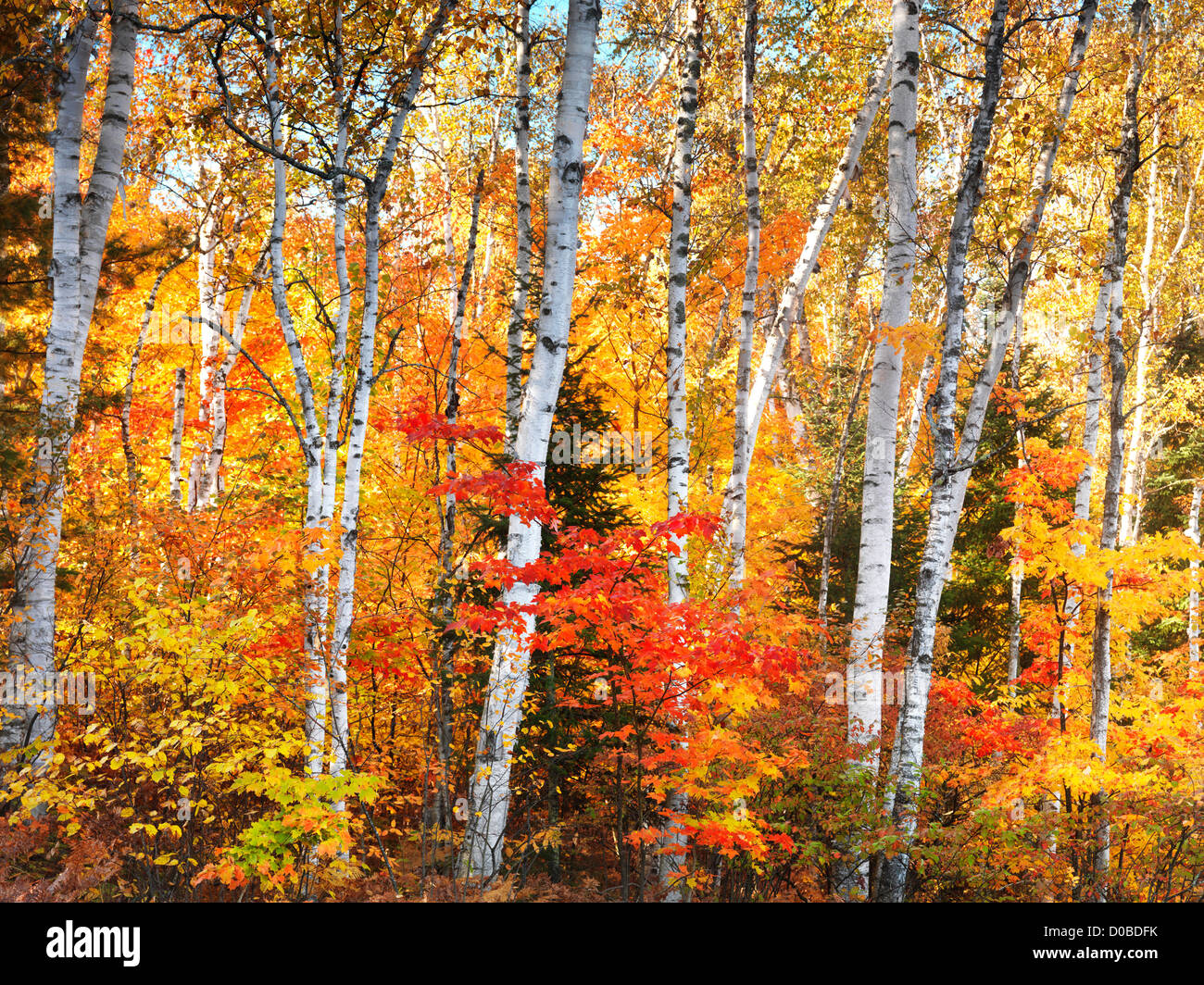 Mixed forest canada hi-res stock photography and images - Alamy