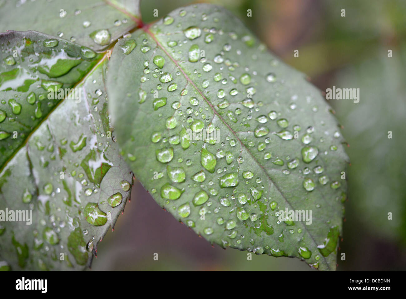 Rose leaves hi-res stock photography and images - Alamy