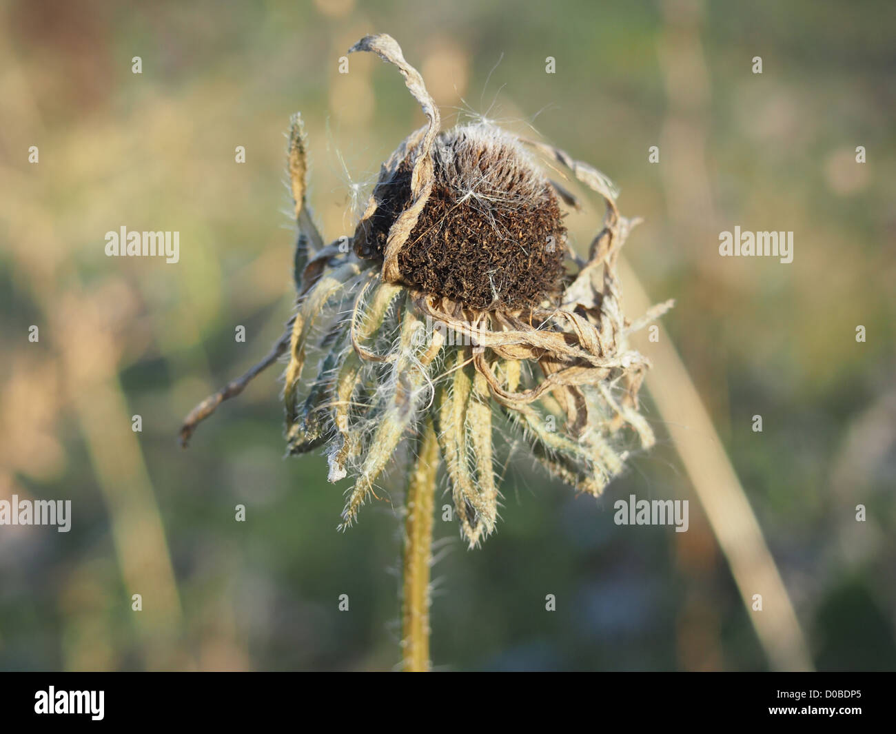 End of life flower seeds hi-res stock photography and images - Alamy