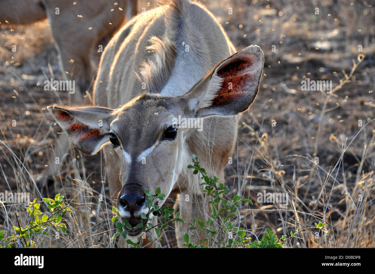 Nyala eating foliage Stock Photo - Alamy