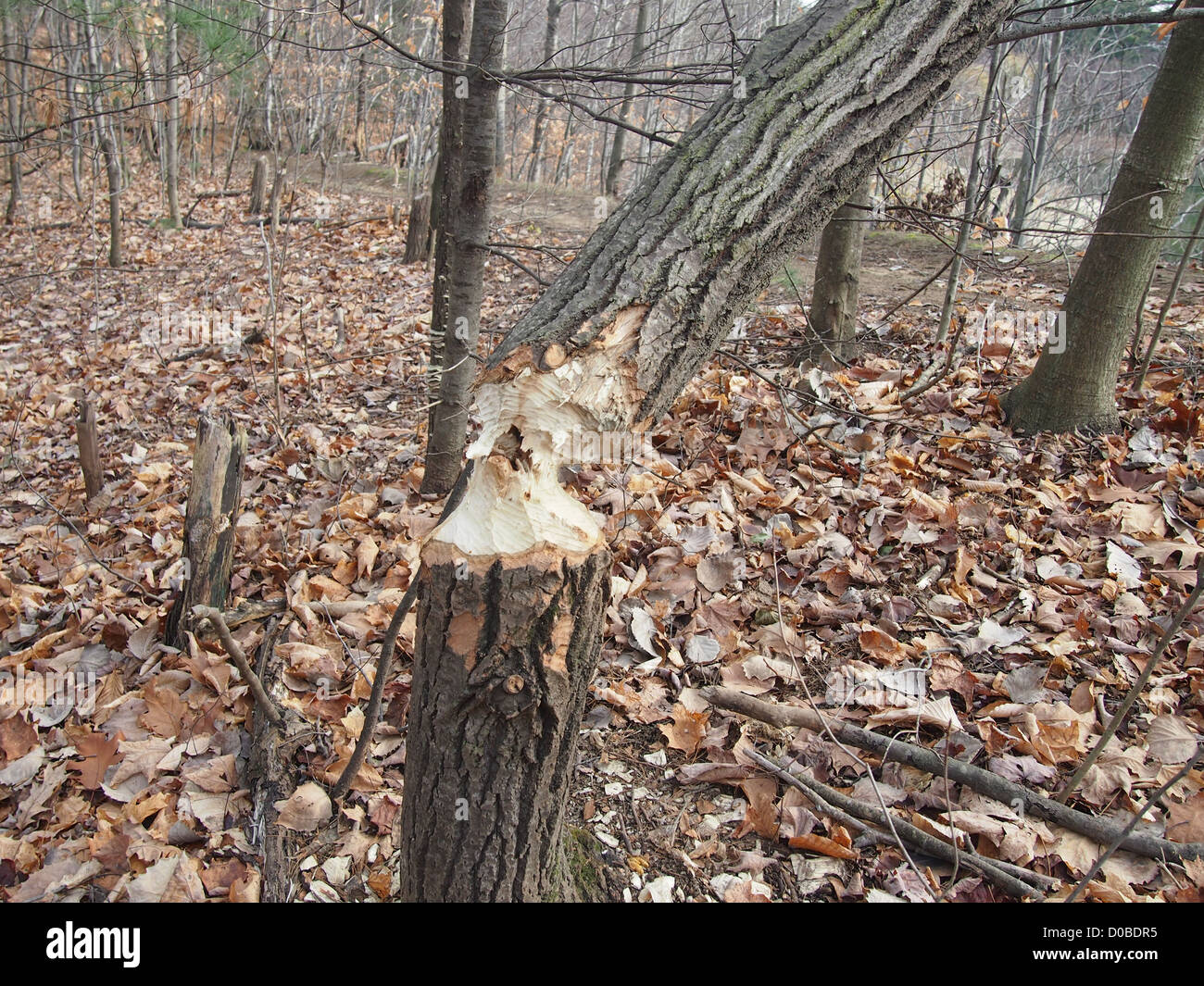 Beaver chewed trees hi-res stock photography and images - Alamy