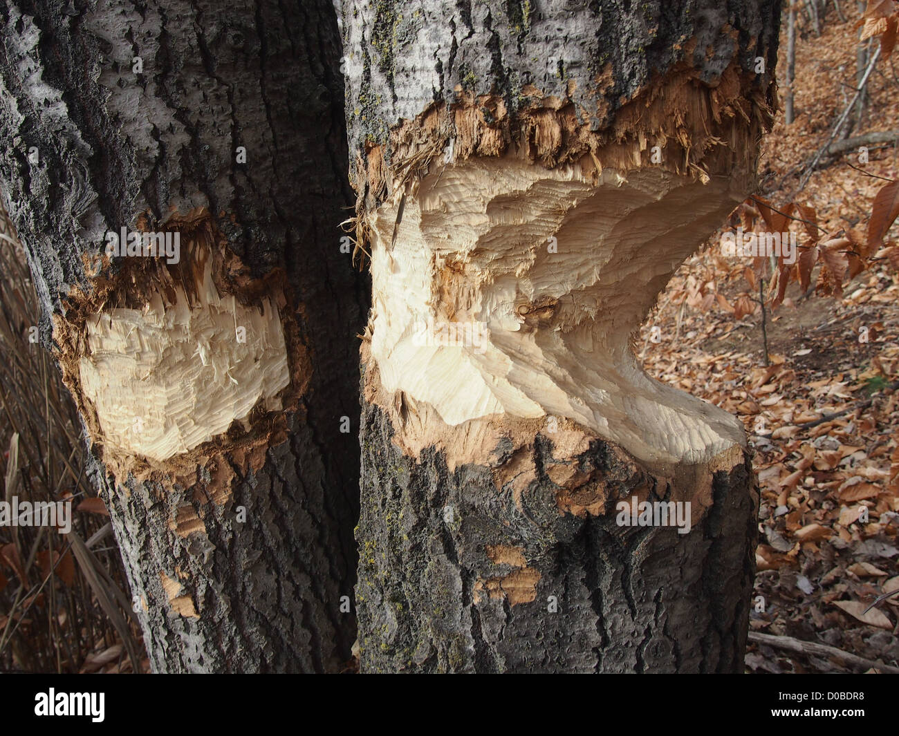 trees in the woods chewed by North American beaver Stock Photo - Alamy