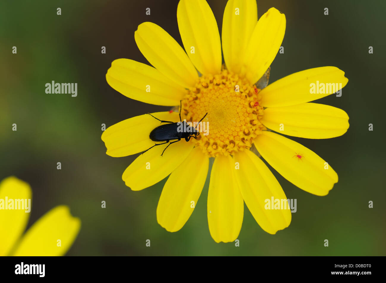 Beetle insect on blooming wild flower. Spring season background Stock ...