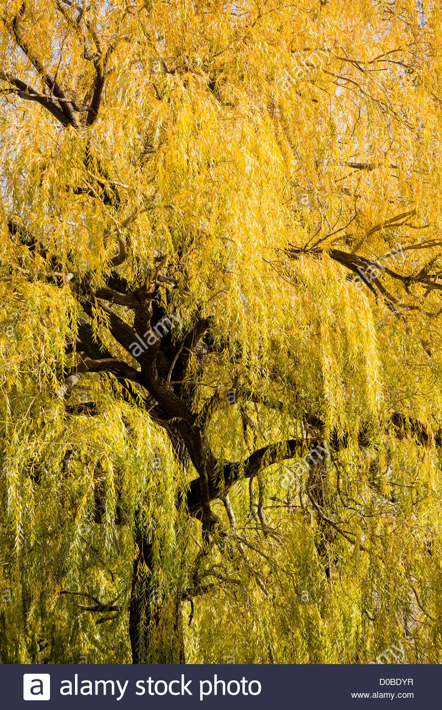 Weeping Willow Trees High Resolution Stock Photography and Images - Alamy