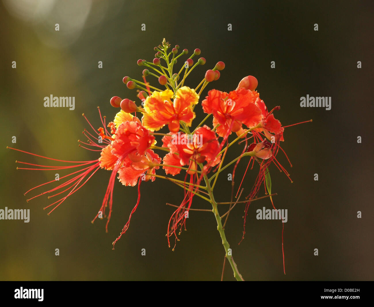 Tropical red and yellow composite flower at Cayo Guillermo Jardines del ...