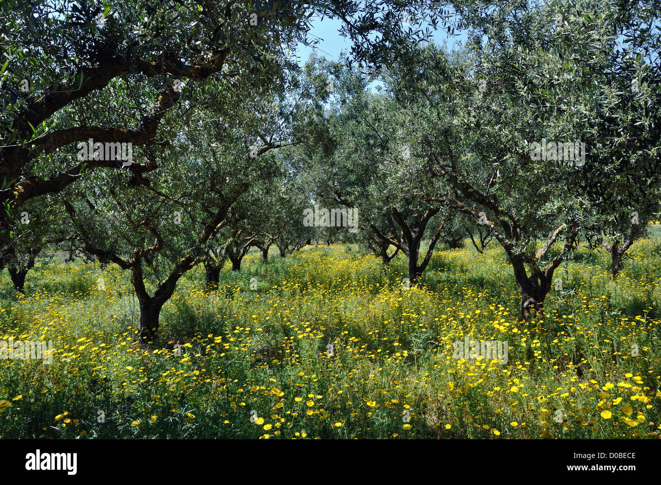 Olive trees and spring flowers hi-res stock photography and images - Alamy