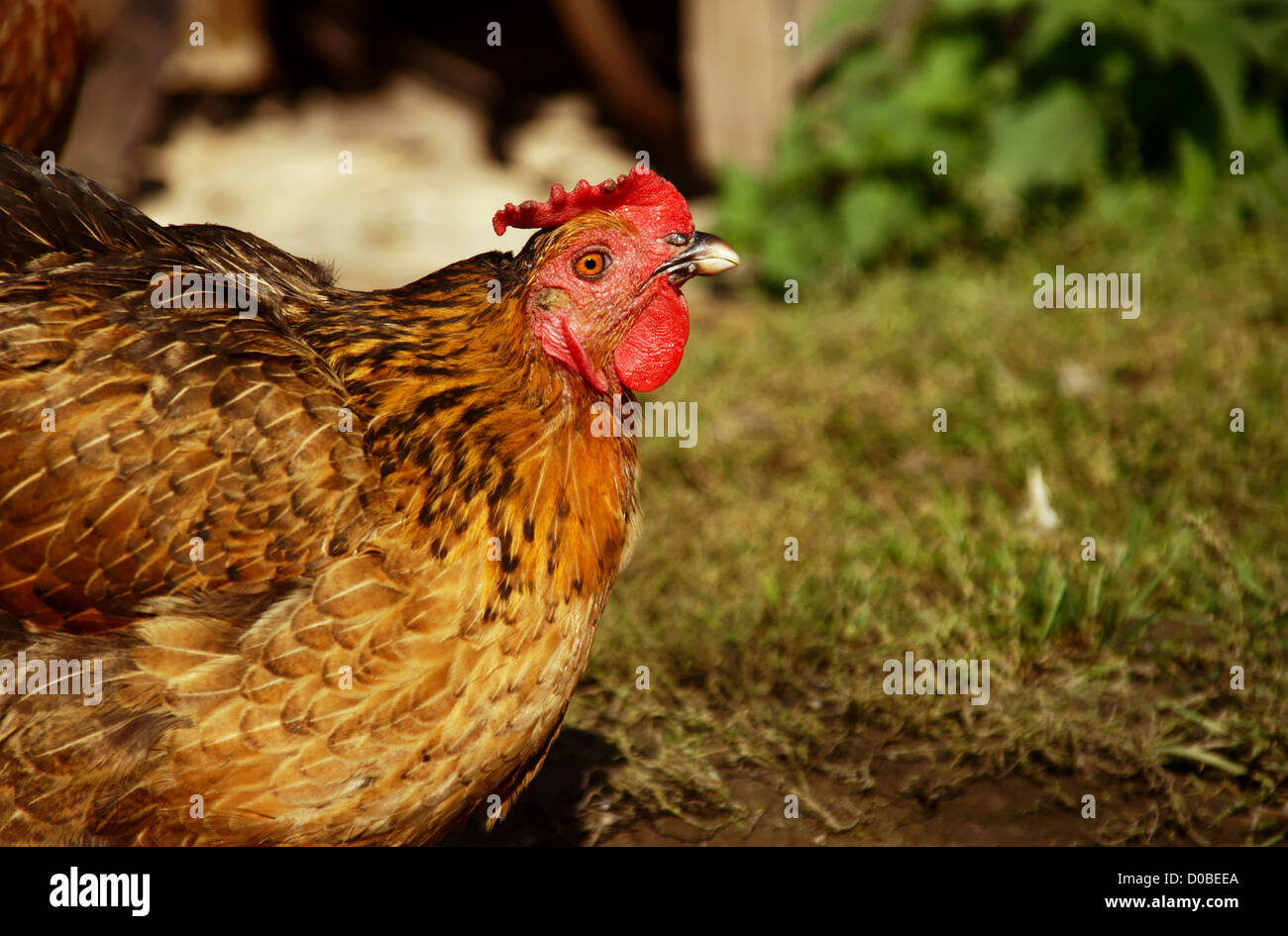 Corral hen hi-res stock photography and images - Alamy