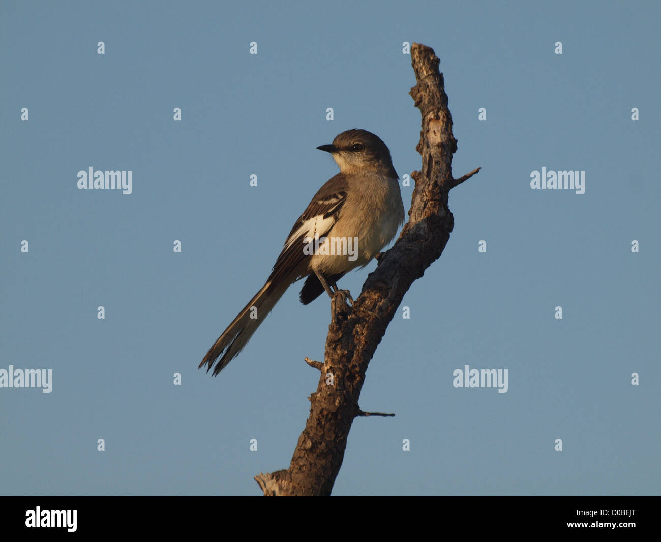 Splendid perch hi-res stock photography and images - Alamy