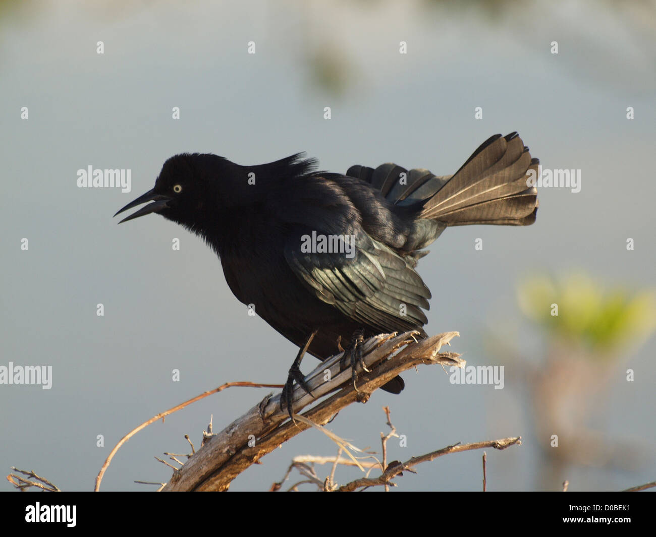 Greater Antillean Grackle sings while spreading wings and ...