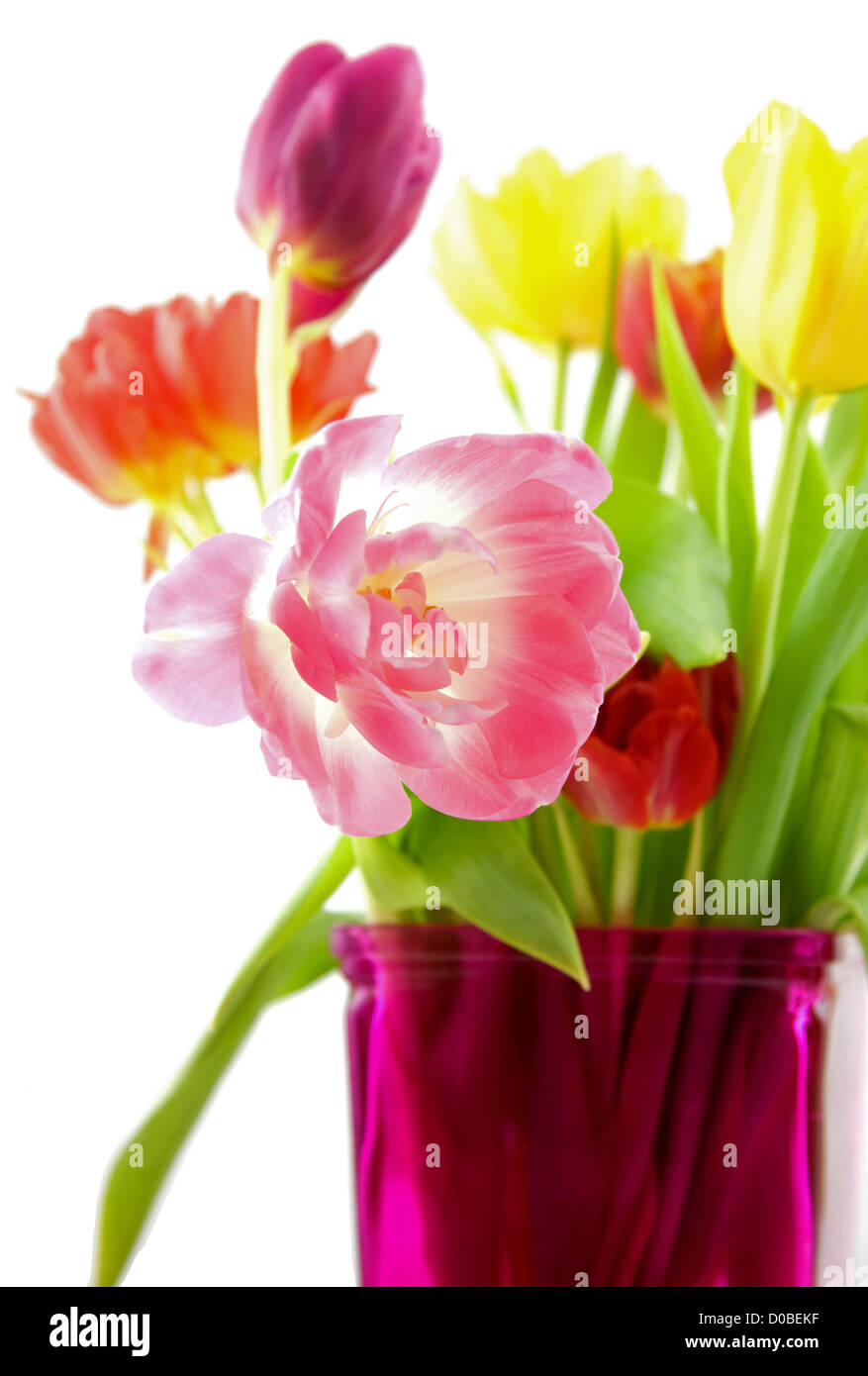 Sharp pink flower hi-res stock photography and images - Alamy