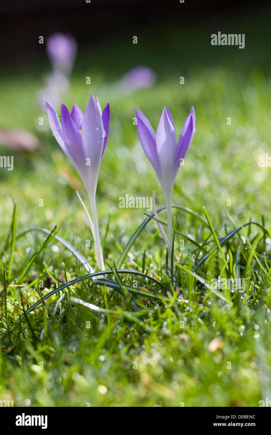 Dutch spring crocus flowers Stock Photo - Alamy