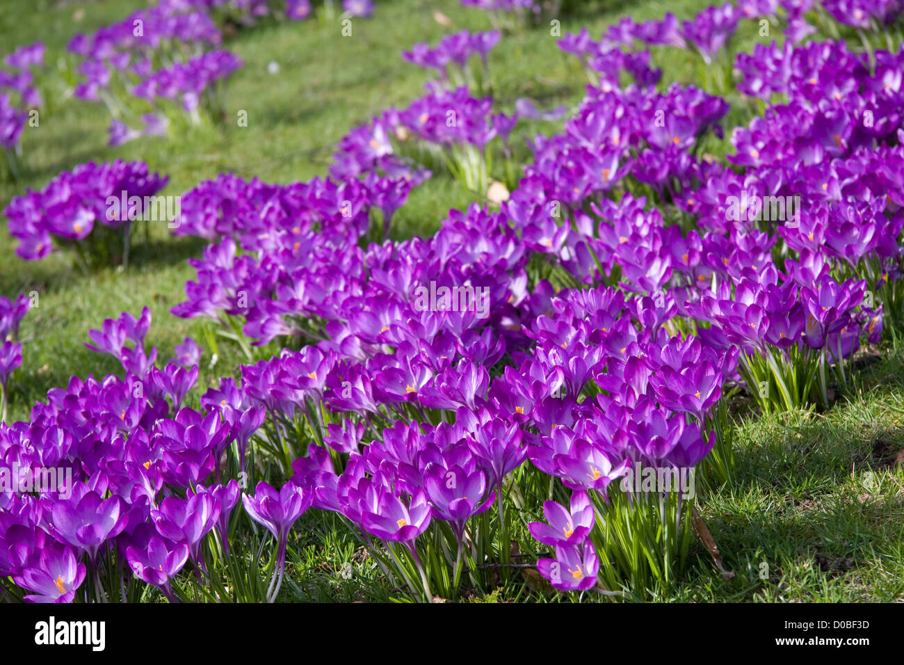 A lot of Dutch spring crocus flowers Stock Photo - Alamy