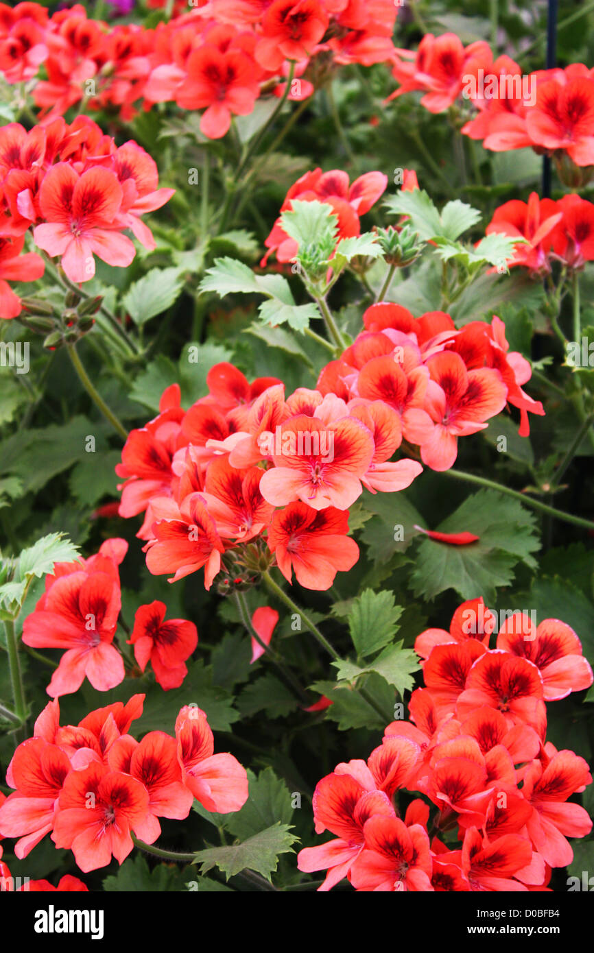 Red geranium hi-res stock photography and images - Alamy