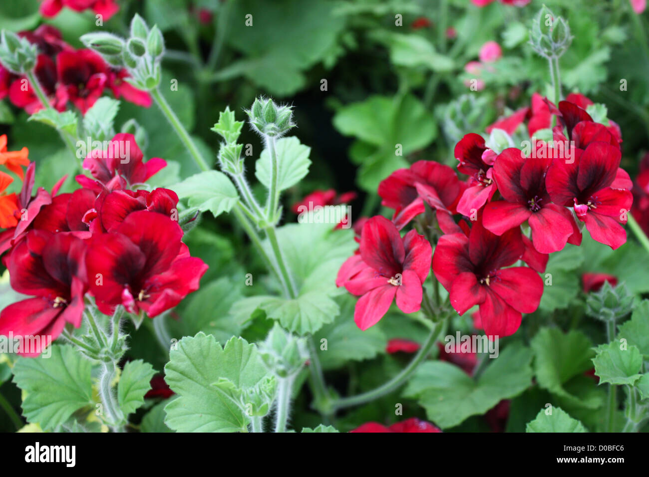 Red Geranium High Resolution Stock Photography and Images - Alamy