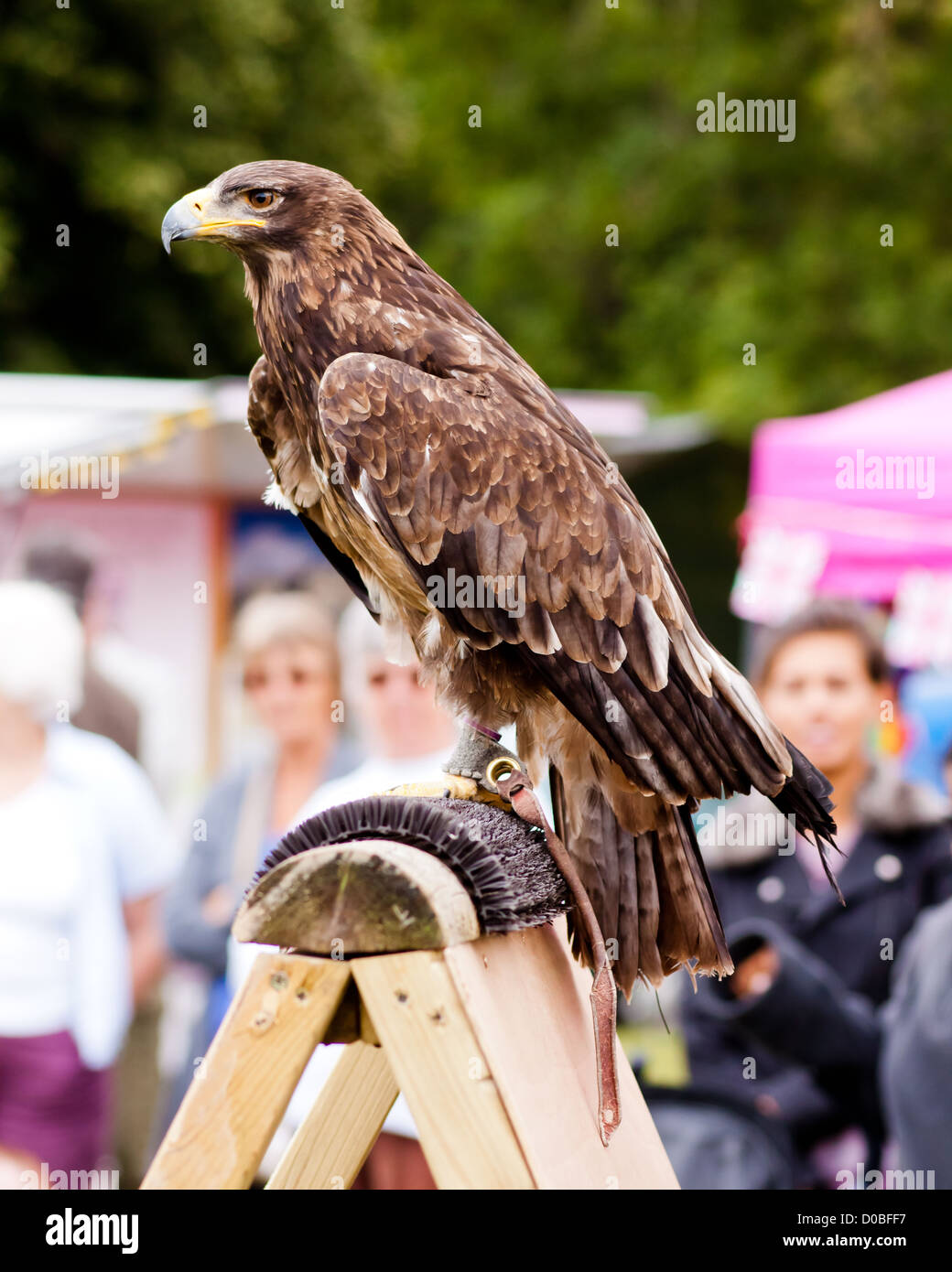 Eagle country hi-res stock photography and images - Alamy