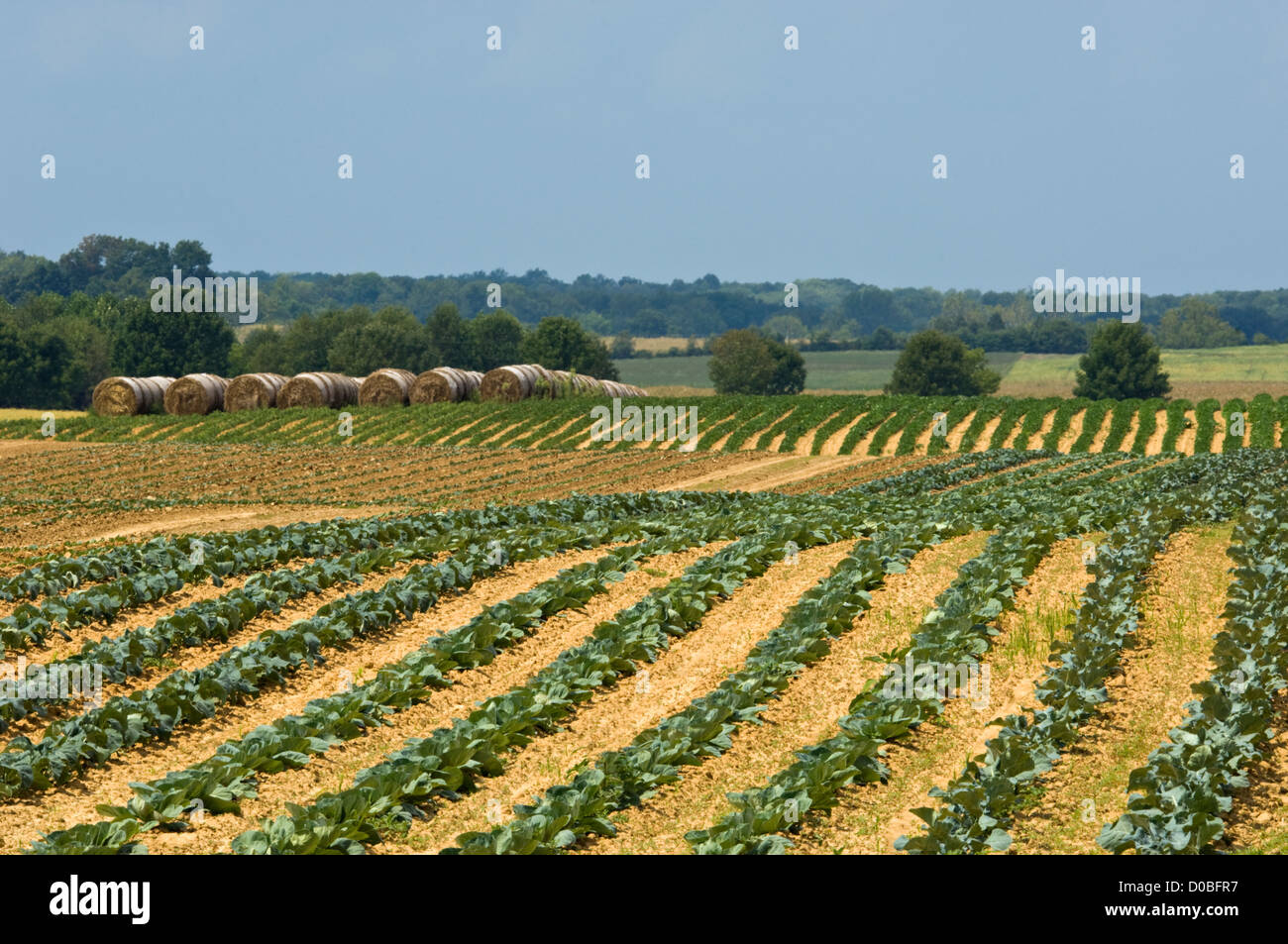 Crops Growing on Farm in Starlight, Indiana Stock Photo - Alamy