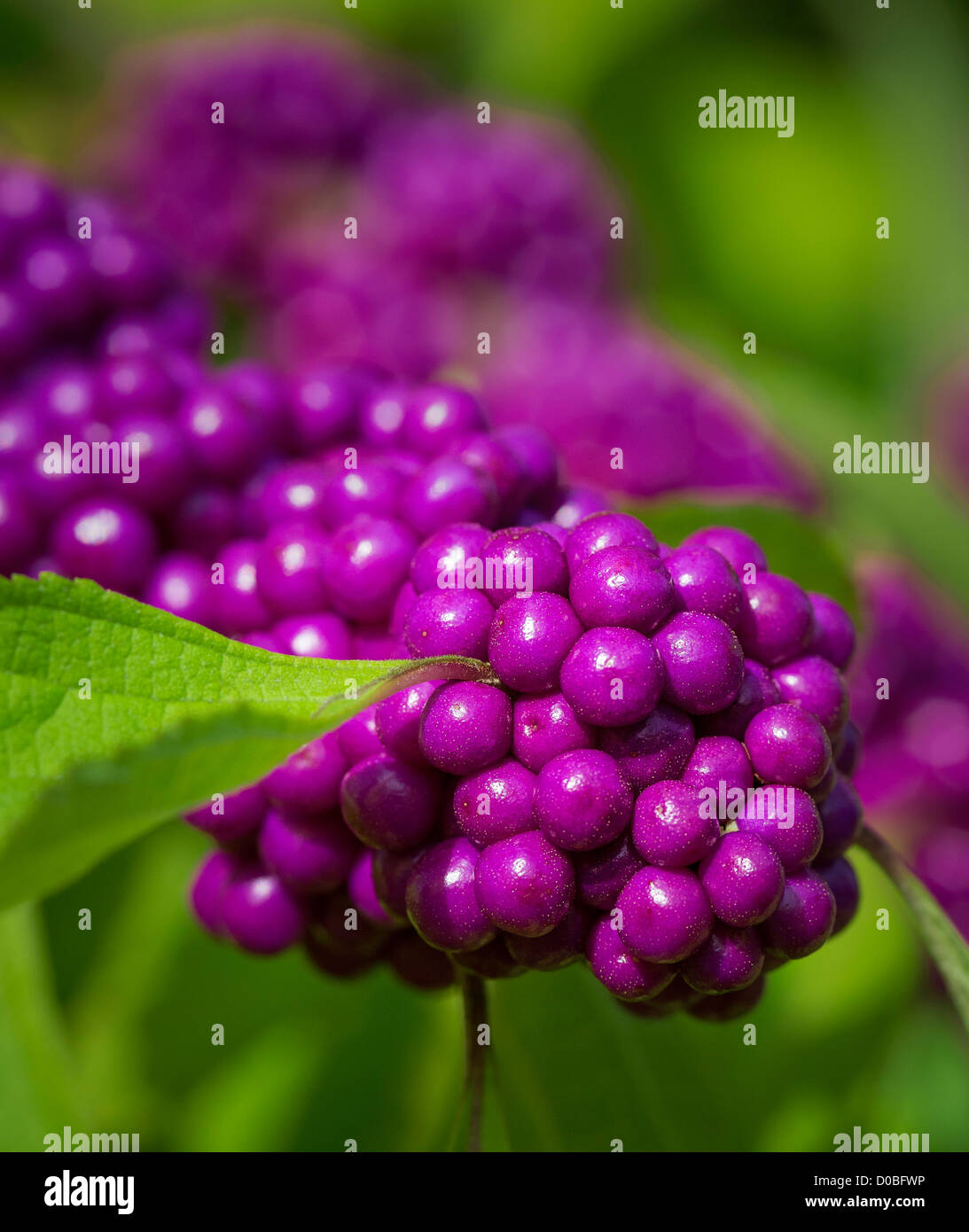 Beautyberry fruit, Callicarpa Stock Photo - Alamy