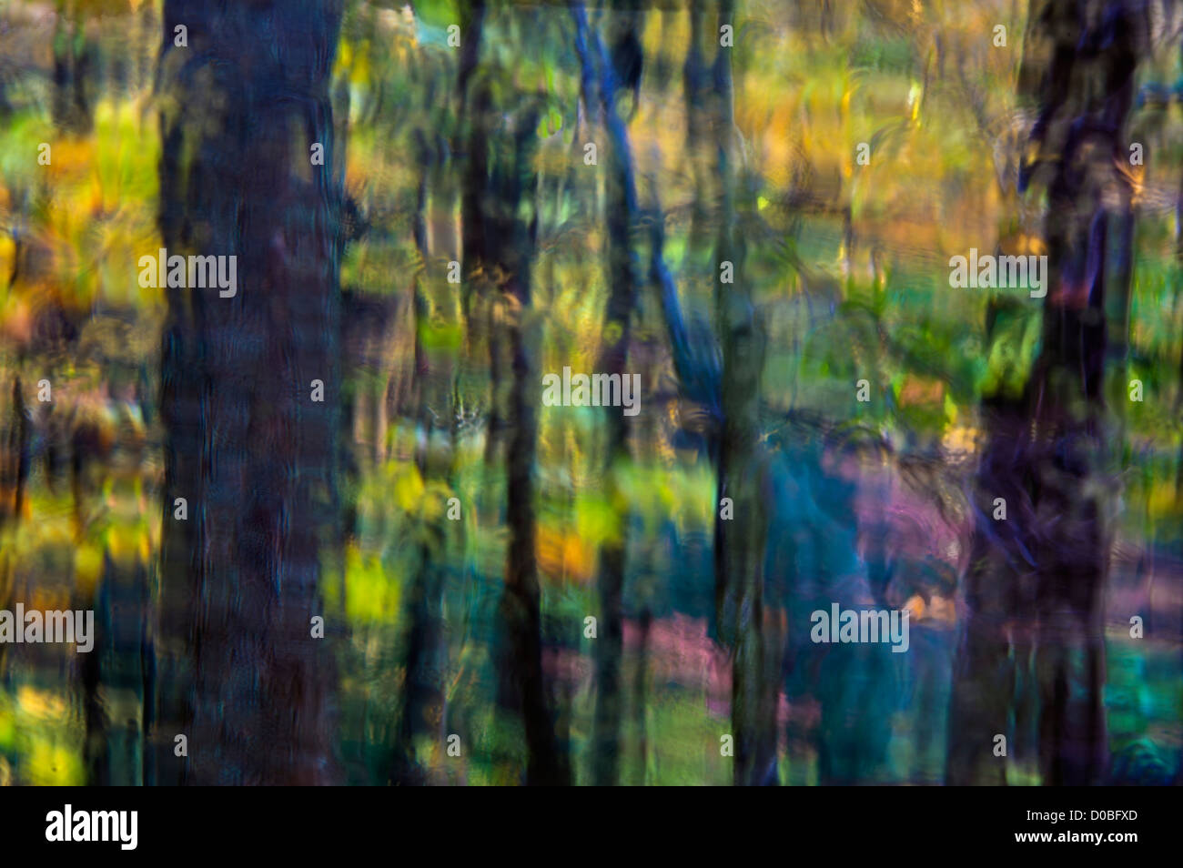 Rain muted autumn forest trees, New Jersey, USA Stock Photo - Alamy