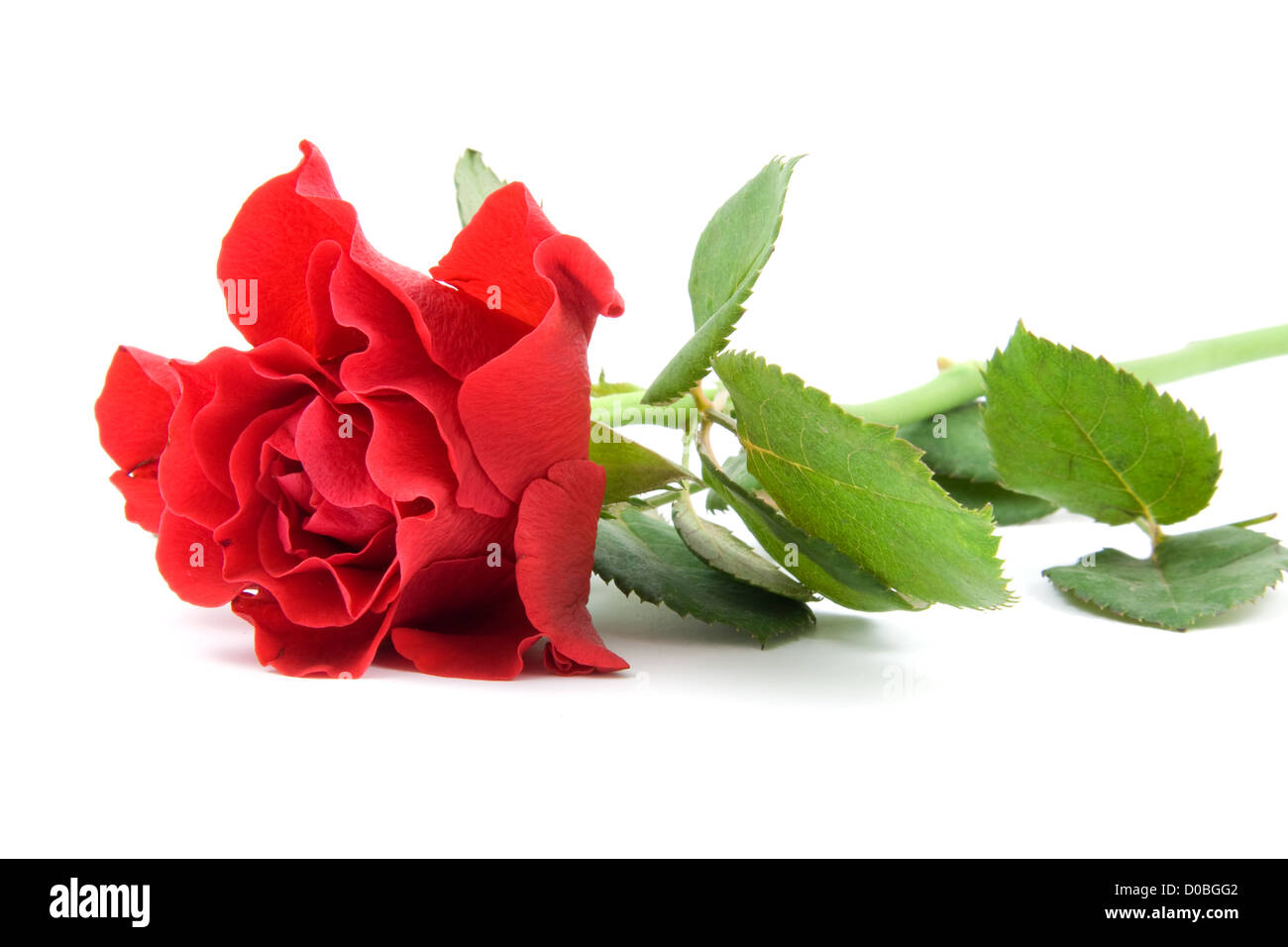 One red rose, isolated on white background Stock Photo - Alamy