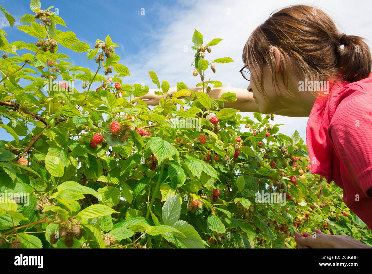 Raspberry Farm Uk High Resolution Stock Photography and Images - Alamy